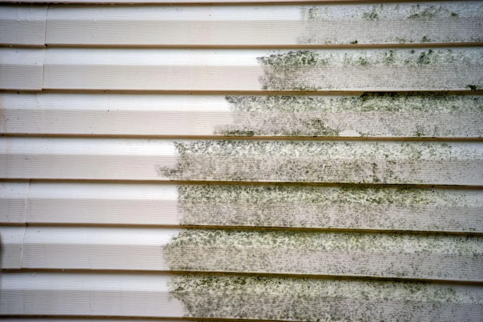 Algae vs. Mold: Know the Difference!